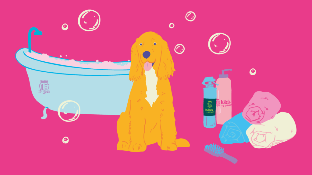 How to Groom a Cocker Spaniel at Home - Lola's Pet Salon